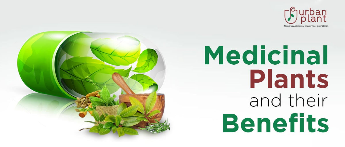 Medicinal Plants and Their Benefits | Urban Plant Nursery