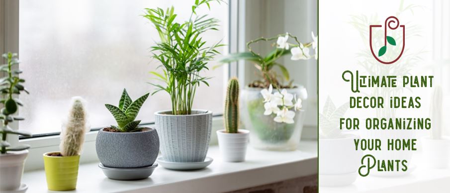 Amazing Plant Decoration & Organising Ideas for Home Plants