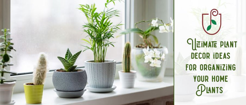 Amazing Plant Decoration & Organising Ideas for Home Plants