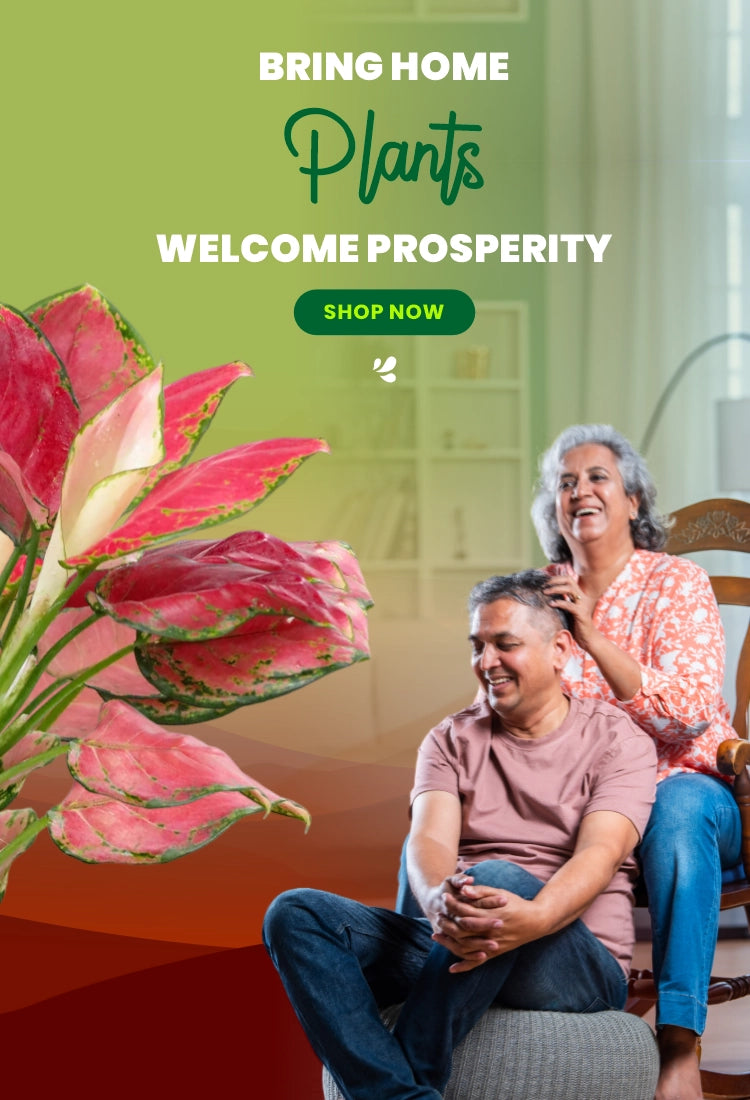 Plants, Pots, Tools & Accessories - Online Garden Store | Urban Plant