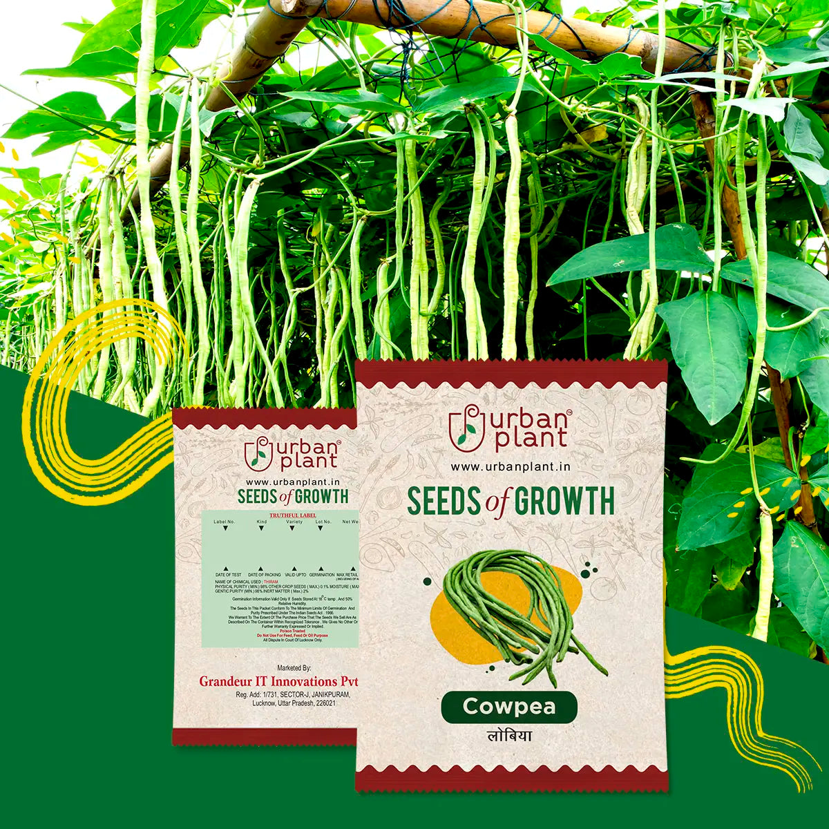Cowpea Beans