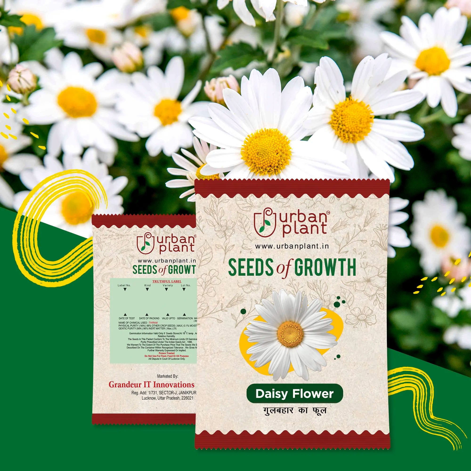 Buy Daisy Flower Seeds - Urban Plant