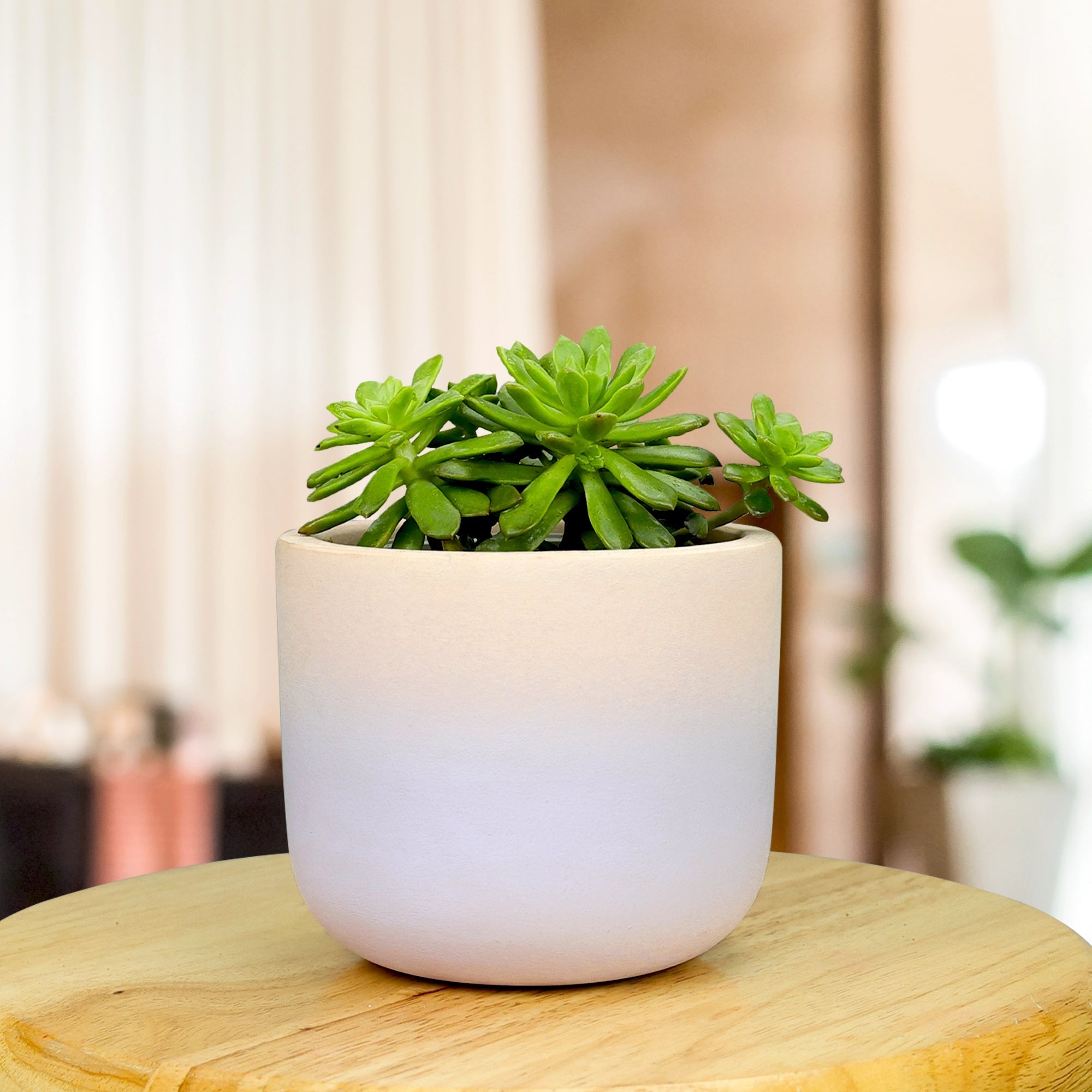 Gala Gradient Terracotta Pot