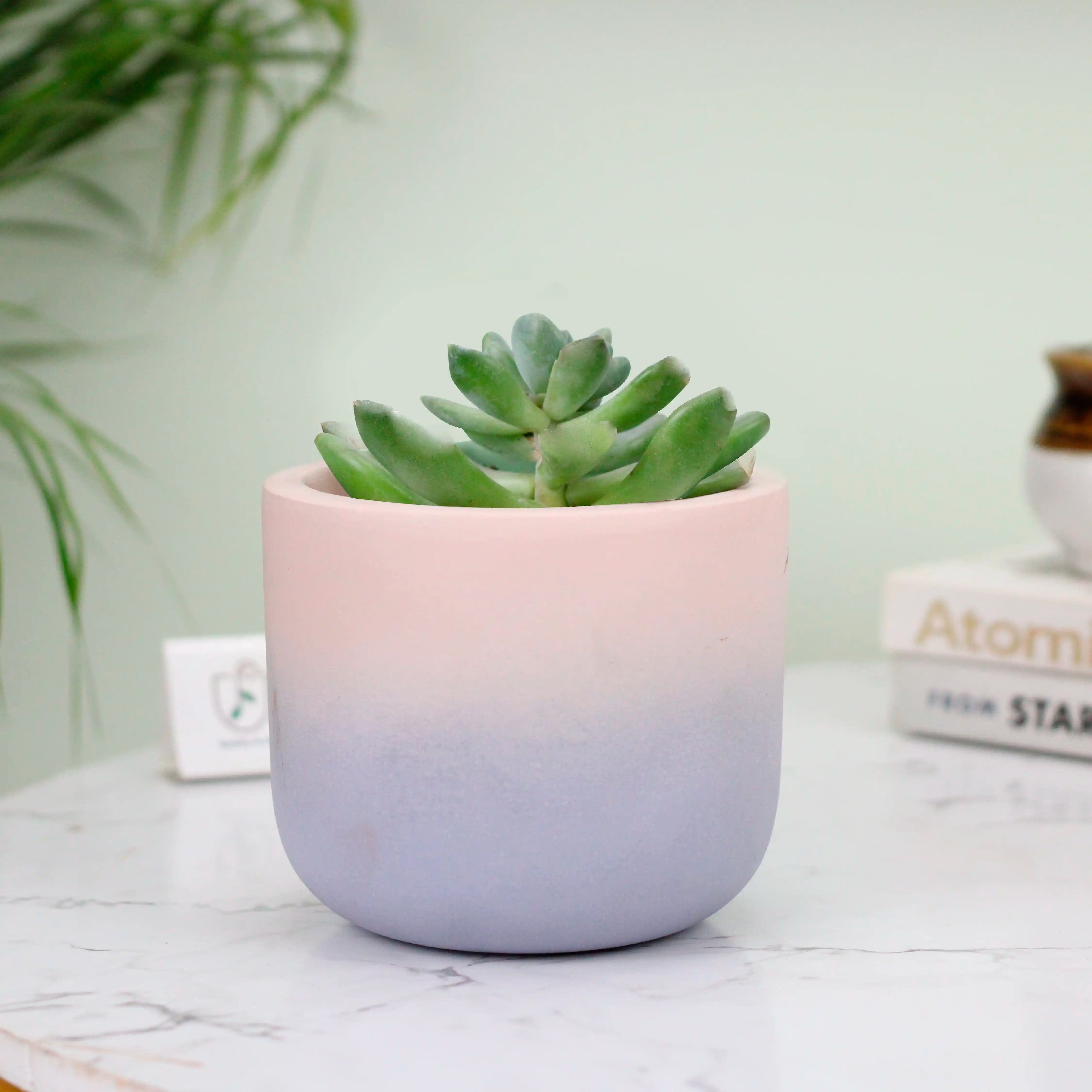 Gala Gradient Terracotta Pot