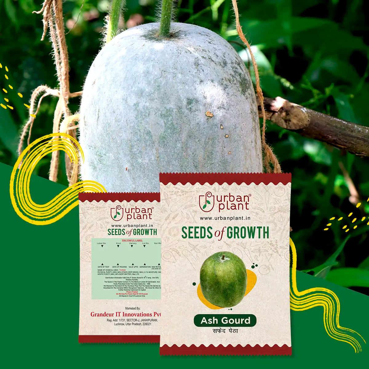 Buy Ash Gourd Seeds Online - Urban Plant