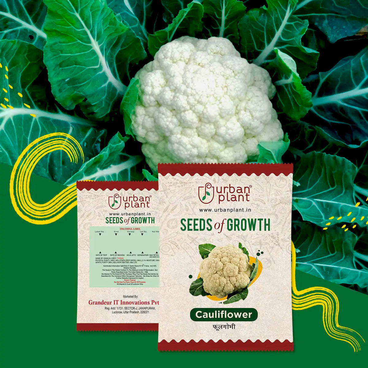 Buy Cauliflower Seeds Online-Urban Plant