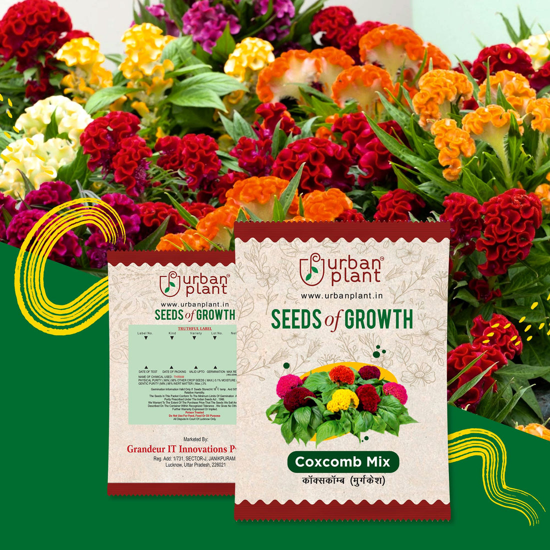 Coxcomb Mix Flower Seeds