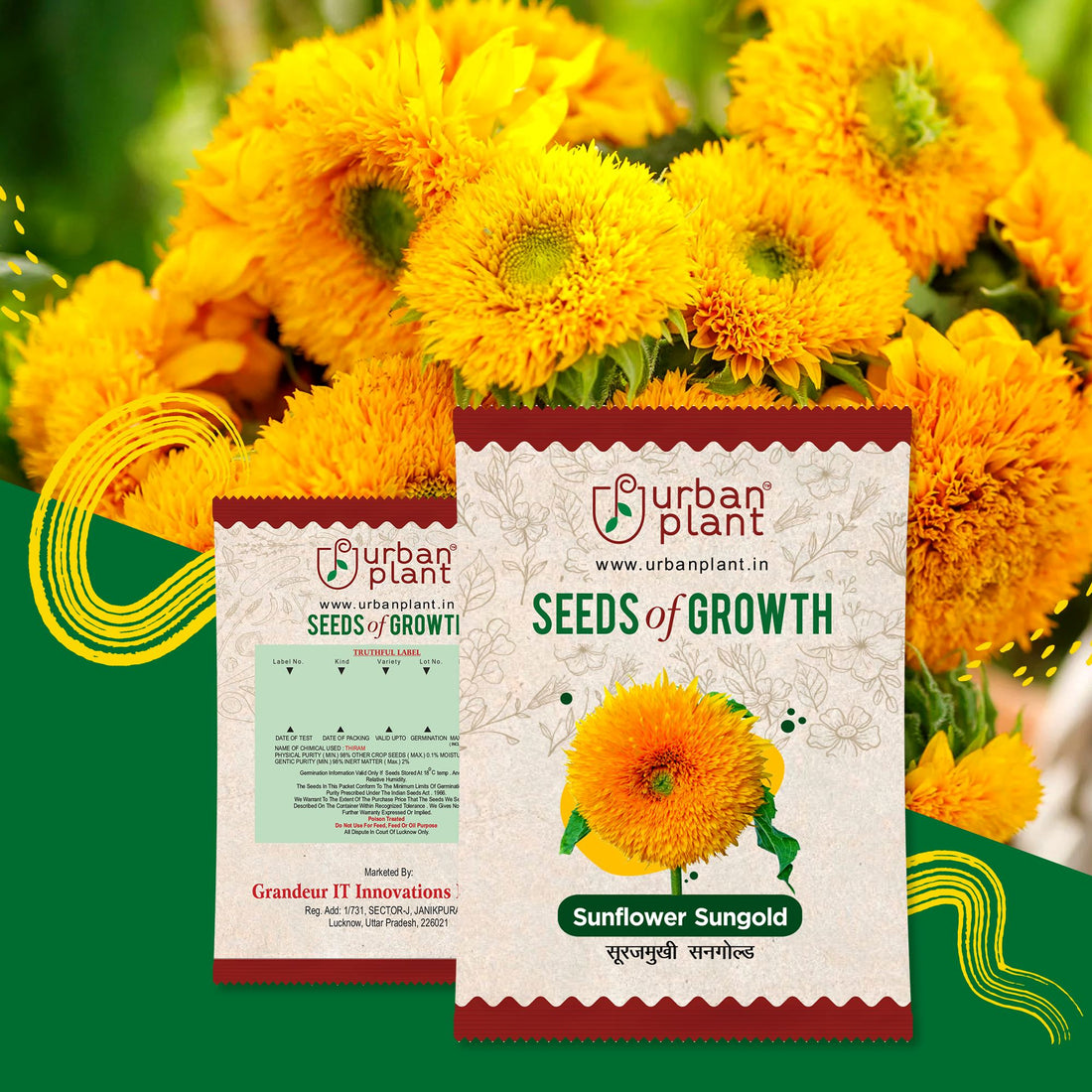 Sunflower Sungold Flower Seeds